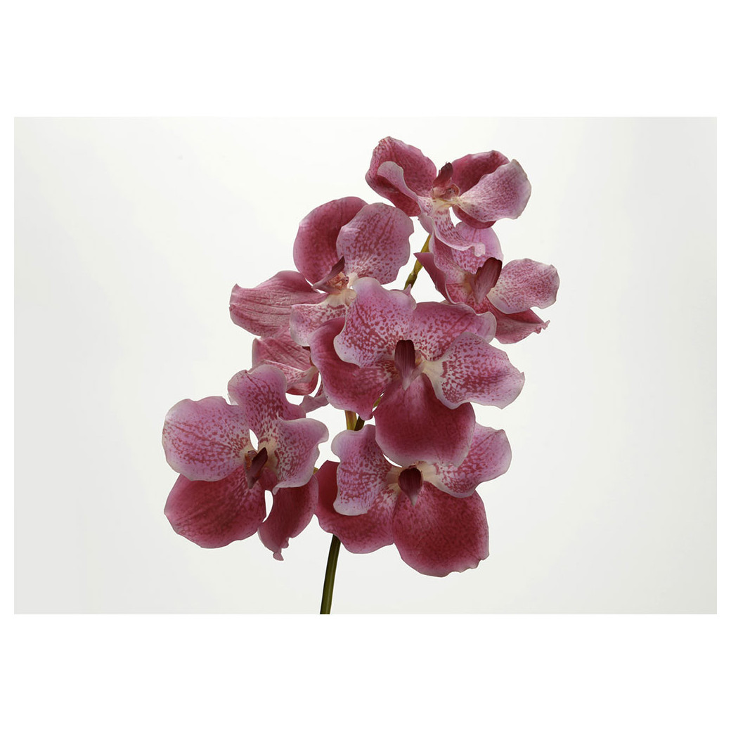 Vanda RothschilDiametre na Hauteur 60cm Rose Lou de Castellane | Plante ...