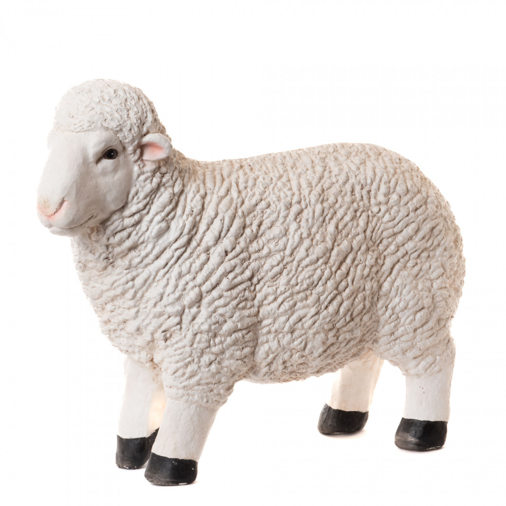 Mouton A Poser Amadeus 161347